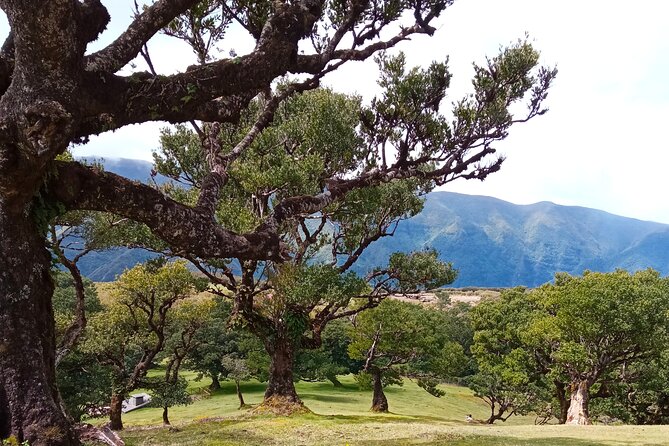 Private Complete Madeira Island Tour Full Day - Reaching the Arieiro Peak