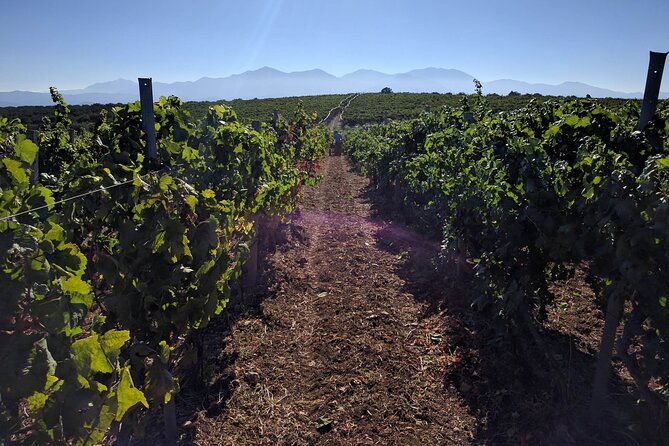 Private Cretan Gastronomic experience Winery visit with Tastings & Cooking Class - Real Experiences and Authentic Encounters