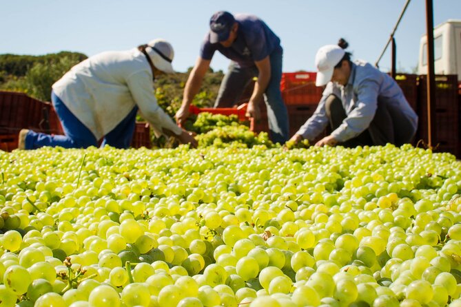 Private Cretan Gastronomic experience Winery visit with Tastings & Cooking Class - The Sum Up