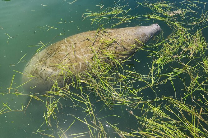 Private Crystal River Wildlife Boat Tour - The Experience of Comfort and Convenience