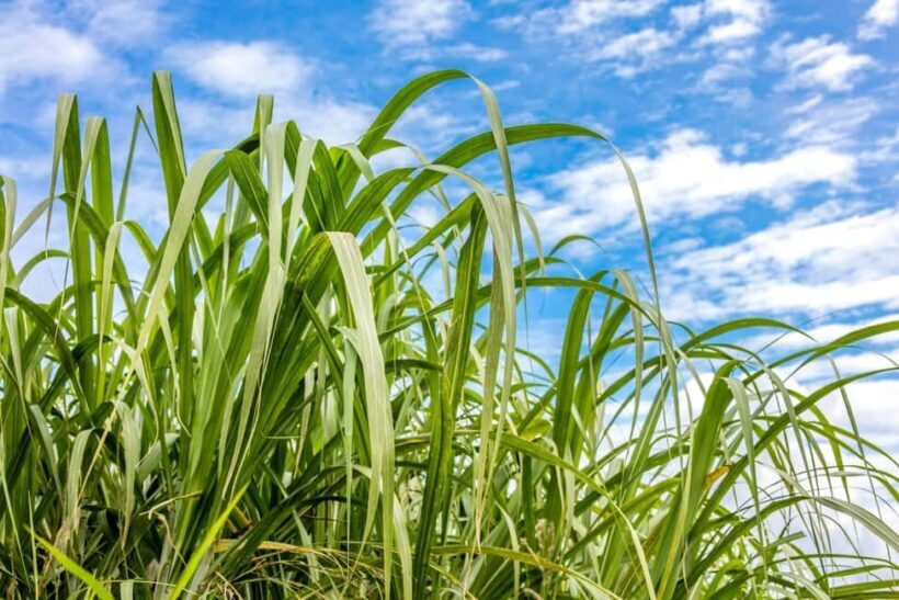 Private: Cultural Higuey & Yuma River Expedition - Practical Details and Value