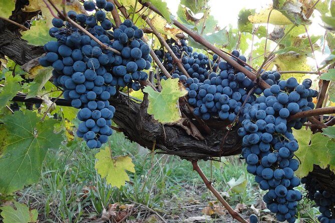 Private Custom-Made Niagara Falls Wine, Beer, and Spirits Tour - Why This Tour Works Well