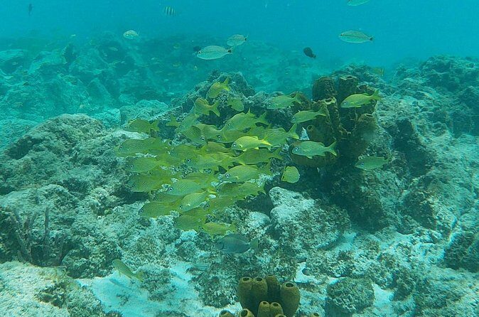 Private Custom Snorkeling and Cruising Experience in Aruba - Practical Details