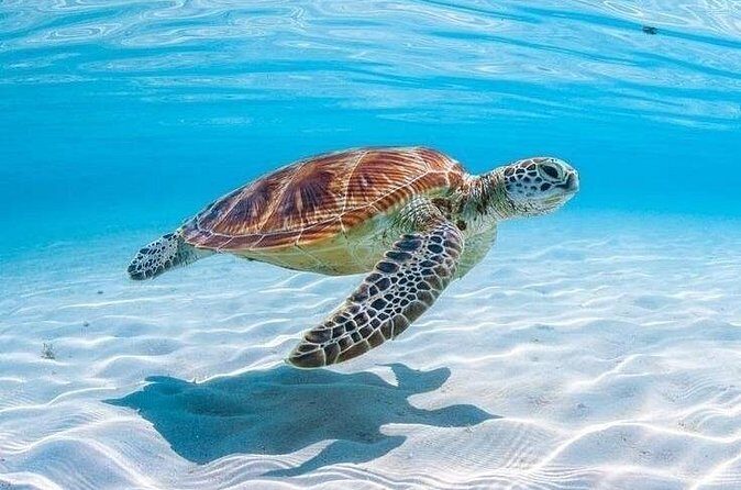 Private Custom Snorkeling and Cruising Experience in Aruba - Final Thoughts