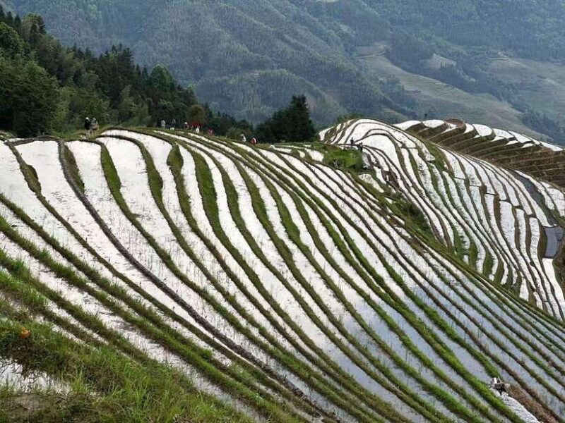 Private Custom Tour: 2 day Longji Rice Terraces Private Tour - FAQ About the Longji Rice Terraces Private Tour