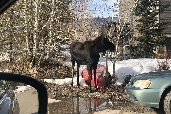 Private custom tour of the foothills of Denver, Dillon and Breckenridge. - Practical Tips for Travelers