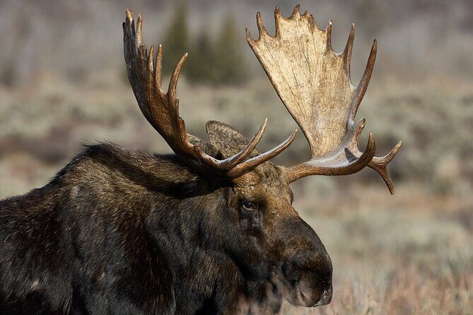 Private, Custom Yellowstone Wildlife Tours & Photo Safaris - Analyzing the Experience: What Makes It Stand Out