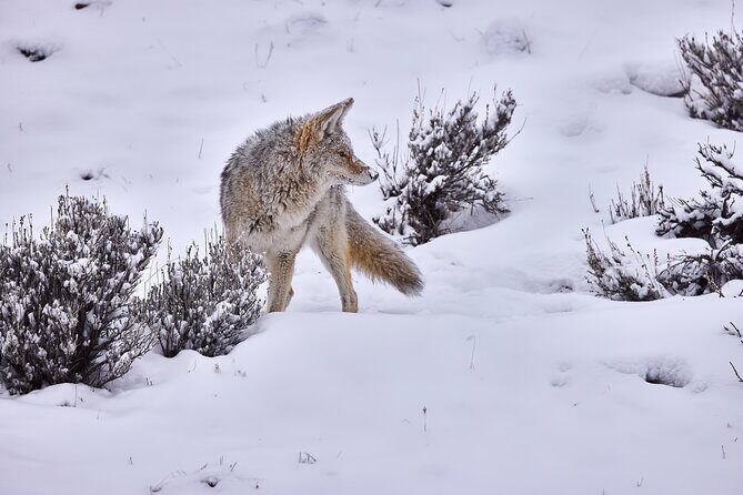Private, Custom Yellowstone Wildlife Tours & Photo Safaris - Who Will Love This Tour?