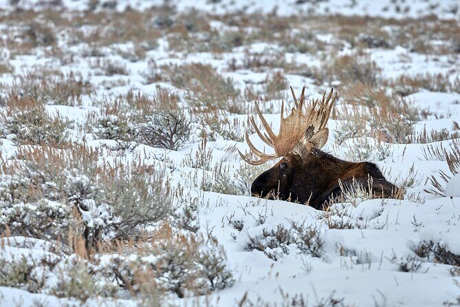 Private, Custom Yellowstone Wildlife Tours & Photo Safaris - The Sum Up: Is It Worth It?