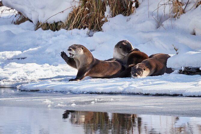 Private, Custom Yellowstone Wildlife Tours & Photo Safaris - FAQ