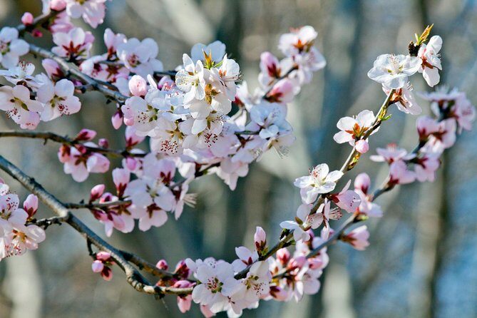 Private Customized Beijing Garden Tour - Exploring the Private Customized Beijing Garden Tour: A Genuine Look