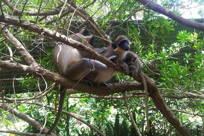 Private Customized Island Tour of Barbados - Key Points