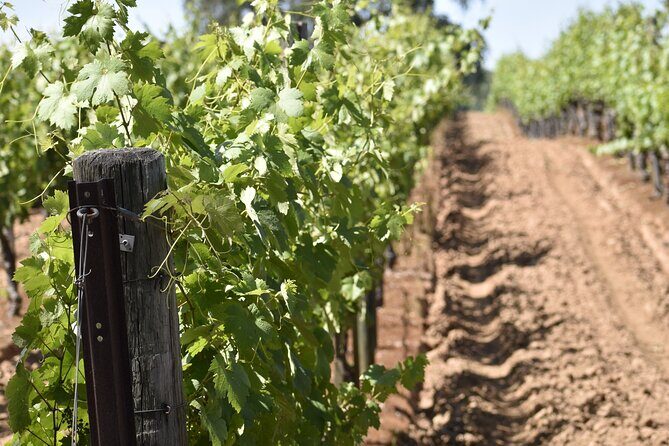Private, Customized Napa Valley Wine Tasting Tour 6To14 passenger - The Experience in Detail