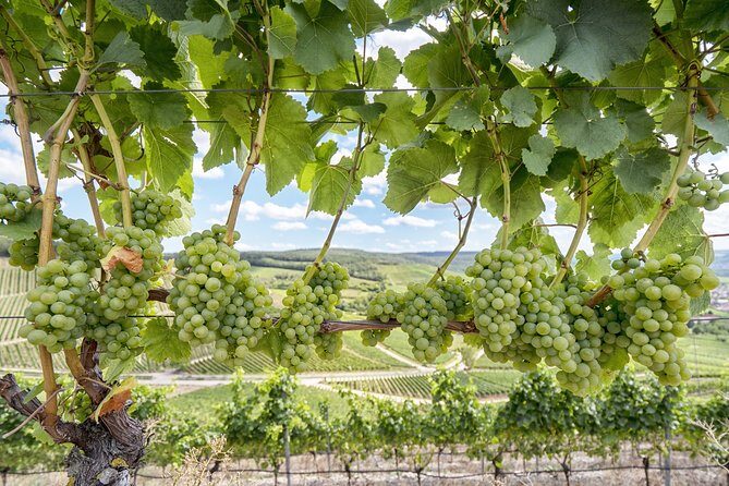 Private, Customized Sonoma Valley Wine Tour - Introduction
