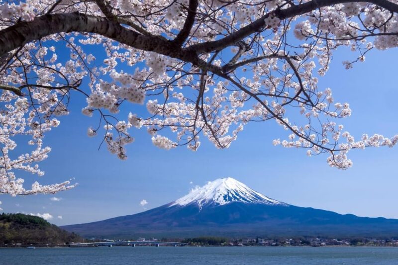 Private Customized Tour in Mount Fuji - Transportation and Services