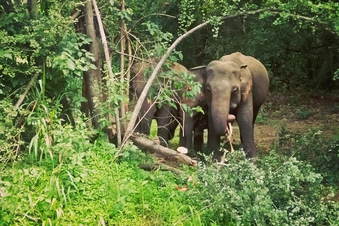 Private Dambulla Sigiriya Tour from Kandy with Lunch - The Experience: What Travelers Say