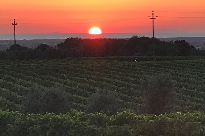 Private Day Between Vineyards and Wine Cellars in Chianti - Included Amenities