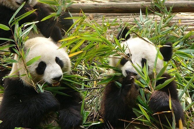 Private Day Tour: Chengdu Panda Base and Leshan Grand Buddha - Exploring the Chengdu Panda Base: A Closer Look