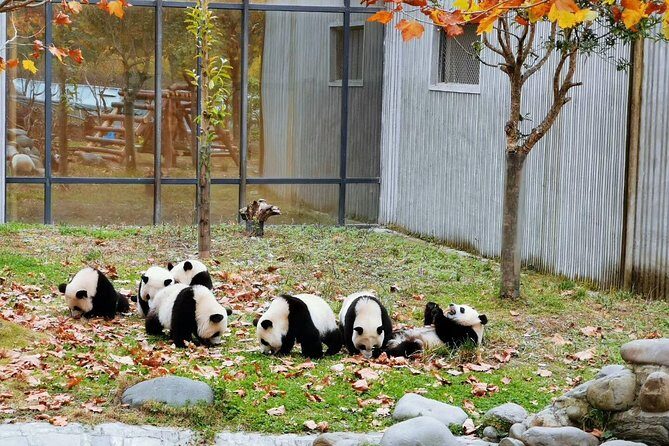 Private Day Tour: Chengdu Panda Breeding Base and Sanxingdui Museum - Key Points