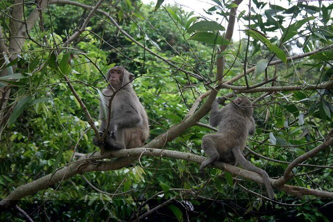 Private Day Tour: Cuc Phuong National Park from Hanoi - Introduction