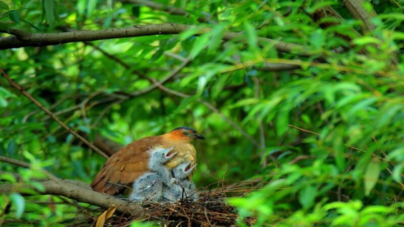 Private Day Tour: Cuc Phuong National Park from Hanoi - Value and Practical Considerations