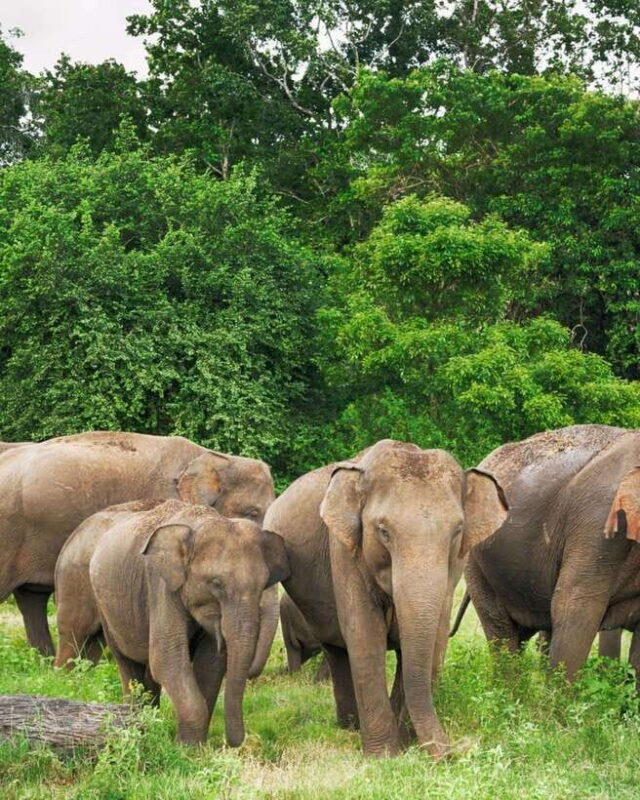 Private Day Tour Dambulla Sigiriya Village Tour - Who Is This Tour Best For?