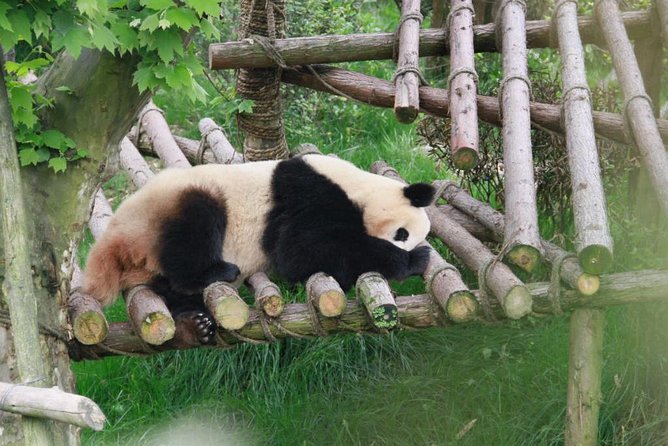 Private Day Tour: Dujiangyan Panda Base Volunteering from Chengdu - What the Tour Includes and Practical Considerations