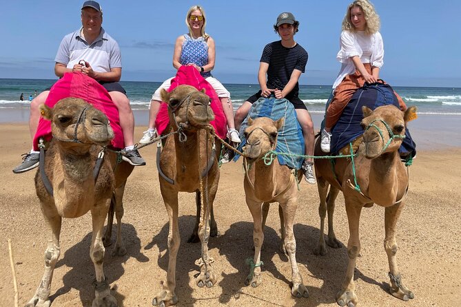 Private Day Tour in Gibraltar and Tangier, Morocco from Malaga - Transportation & Logistics