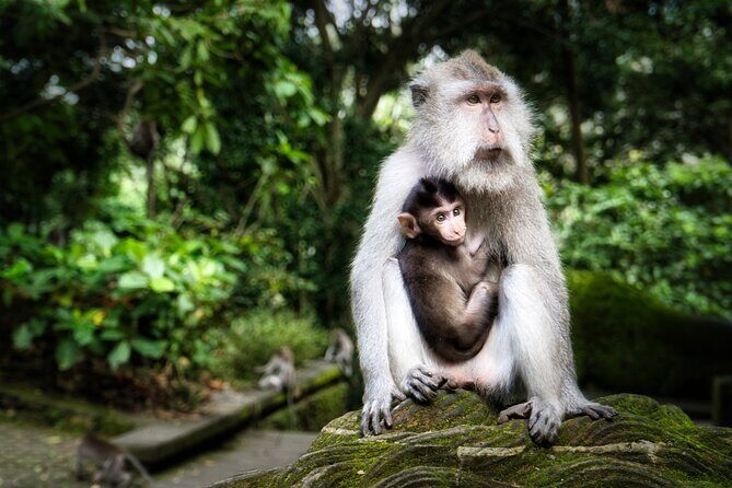 Private Day Tour in Ubud and Tanah Lot Temple - An In-Depth Look at the Itinerary and Experience