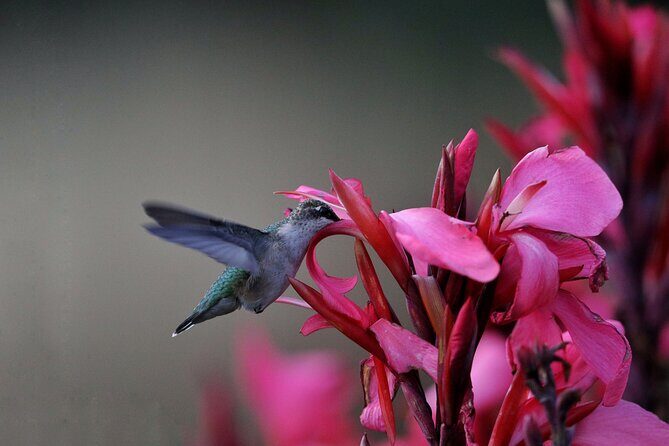 Private Day Tour in Yerette the Home of Hummingbird - Key Points