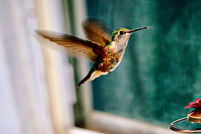 Private Day Tour in Yerette the Home of Hummingbird - An In-Depth Look at the Tour Experience