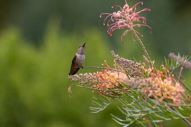 Private Day Tour in Yerette the Home of Hummingbird - Final Thoughts