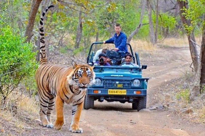 Private Day Tour Of Kumbhalgarh Fort & Wildlife Sanctuary From Udaipur - Overall Experience and Value