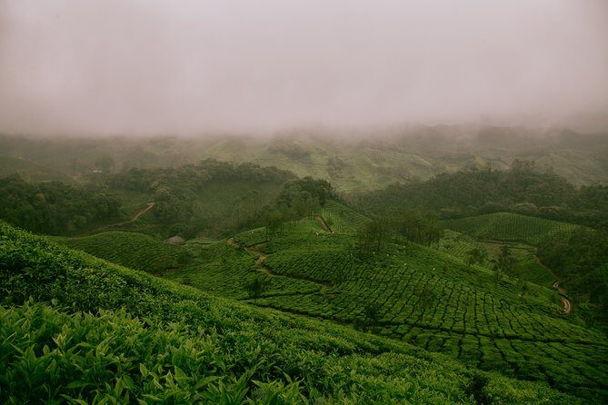 Private Day Tour of Munnar from Kochi in Air-Conditioned Vehicle - What’s Included and What’s Not