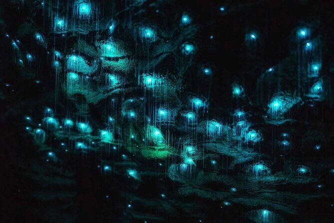 Private Day Tour of Ruakuri Cave, Glowworm and Hobbiton Movie Set - Key Points