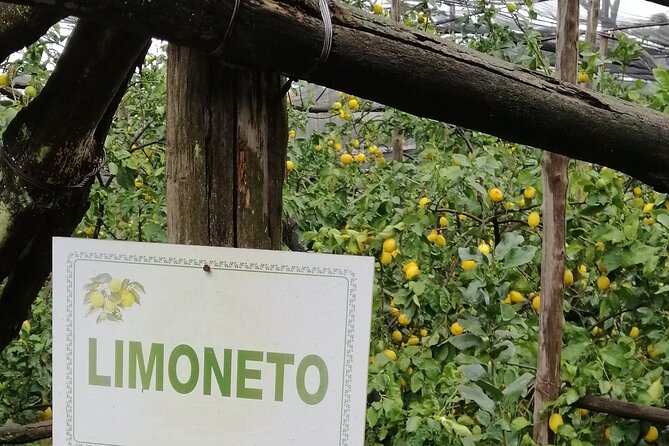 Private Day Tour: Pompeii, Sorrento and Positano. - Exploring Sorrento