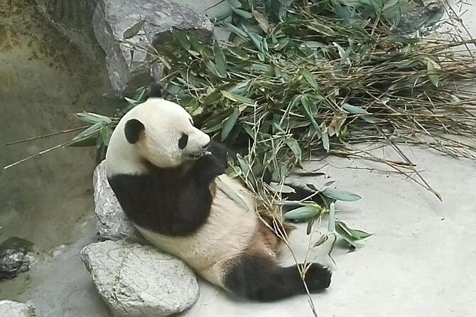 Private Day Tour to Chengdu Panda Base by Round-way Flight from Beijing - An In-Depth Look at the Tour Experience