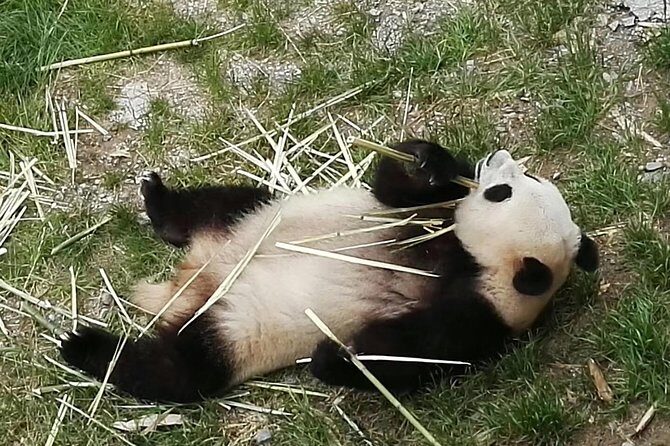 Private Day Tour to Chengdu Panda Base by Round-way Flight from Beijing - Who Should Consider This Tour?