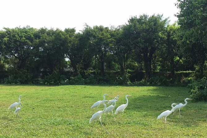 Private Day Tour to Chimelong Paradise and Birds Park from Guangzhou - What We Love About This Tour