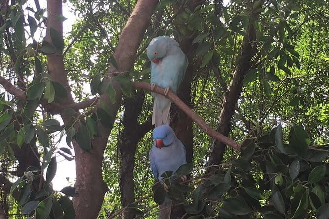 Private Day Tour to Chimelong Paradise and Birds Park from Guangzhou - Who Should Consider This Tour?