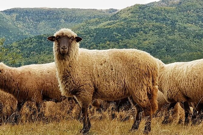 Private Day Tour to Historical Villages in Sinaia - Who Will Love This Tour?