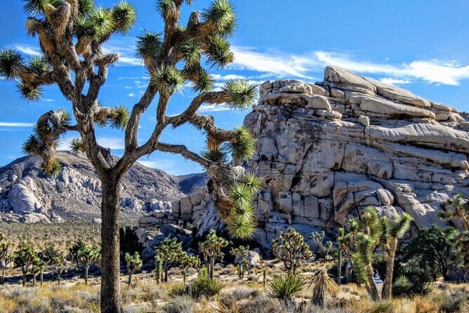 Private Day Tour to Joshua Tree National Park from San Diego - Exploring the Joshua Tree Experience: A Practical Review of the Private Day Tour from San Diego