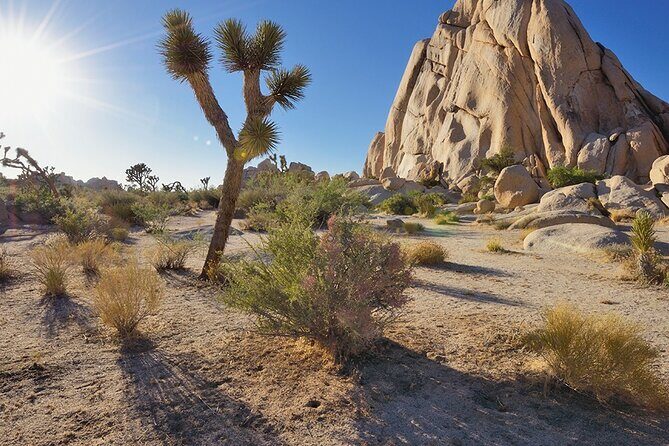 Private Day Tour to Joshua Tree National Park from San Diego - Discovering Joshua Tree: What’s in Store?