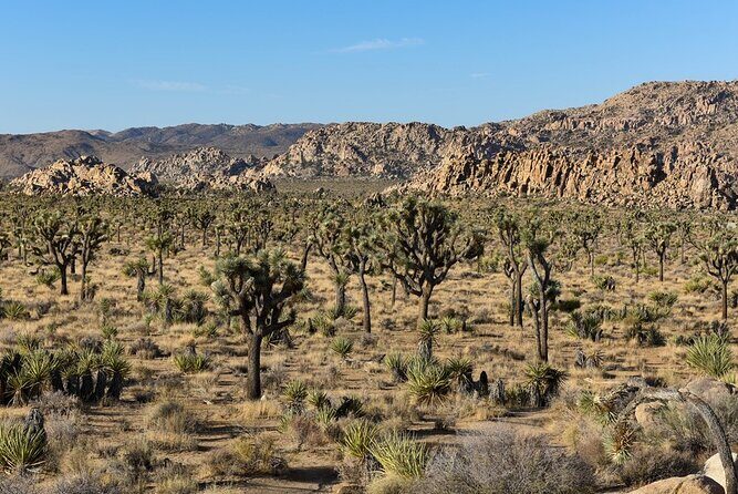 Private Day Tour to Joshua Tree National Park from San Diego - The Sum Up