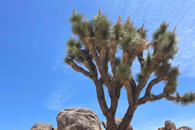 Private Day Tour to Joshua Tree National Park from San Diego - FAQ