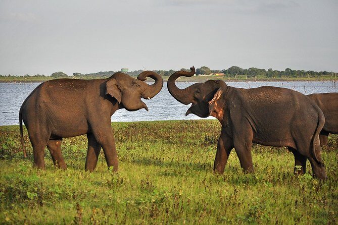 Private Day Tour to Pidurangala, Ritigala and Elephant Safari - Who Should Consider This Tour?