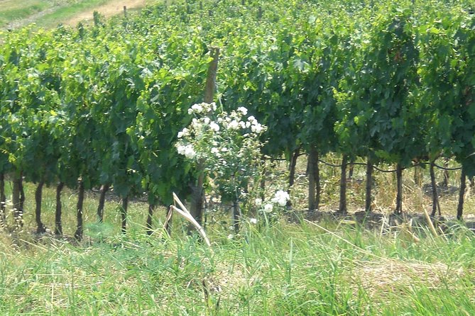 Private Day Tour to Pompei ,Winery, Sorrento From Napoli/Salerno/Amalfi/Positano - Logistics