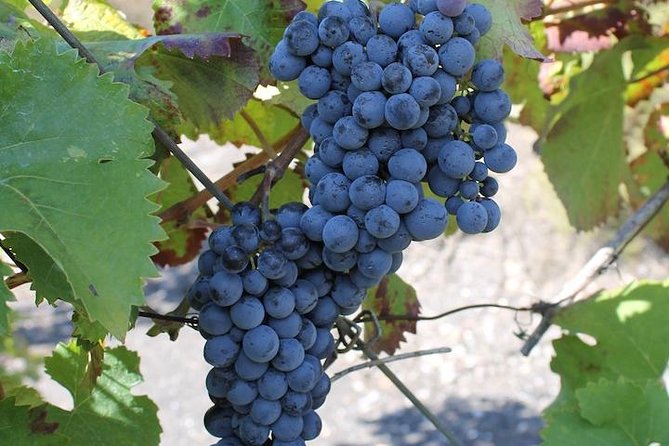 Private Day Tour to Pompei ,Winery, Sorrento From Napoli/Salerno/Amalfi/Positano - Customer Testimonials