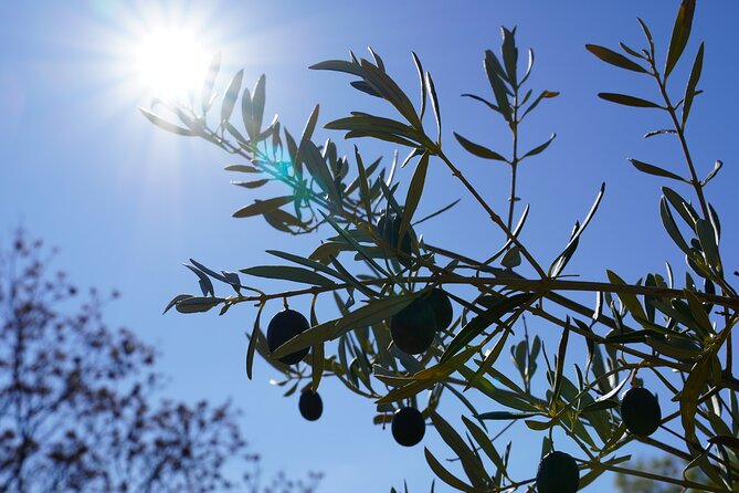 Private day Tour to Ronda from Malaga by ELECTRIC CAR - Key Points