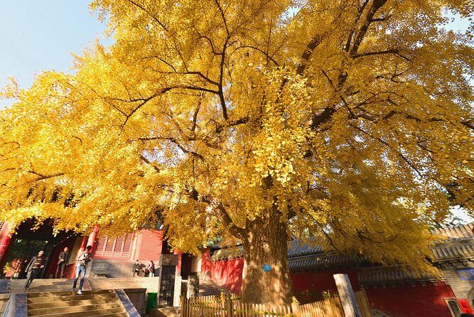Private Day Tour to Shaolin Temple from Beijing by Bullet Train with Kungfu Show - The Sum Up